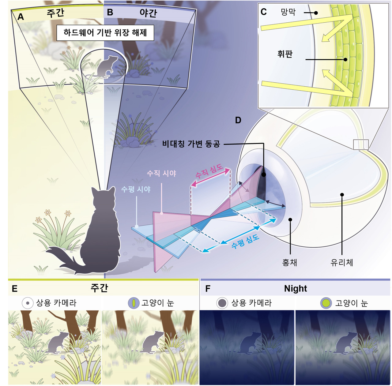 Gist 서울대 고양이 눈 구조 모방한 고감도 인공 시각 시스템 개발